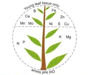 Nutrient Mobility In Soil And Plants Wikifarmer