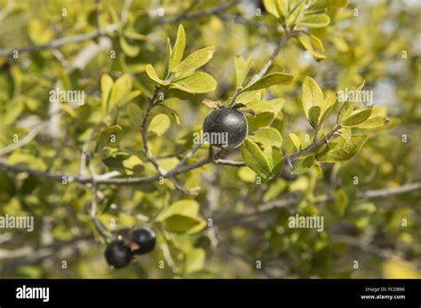 Wild Persimmon Tree Texas