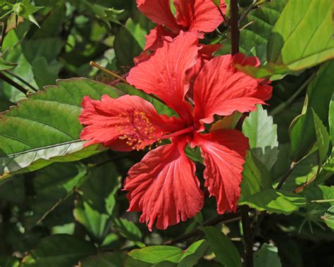 Hibiscus Rosa Sinensis Gardensonline