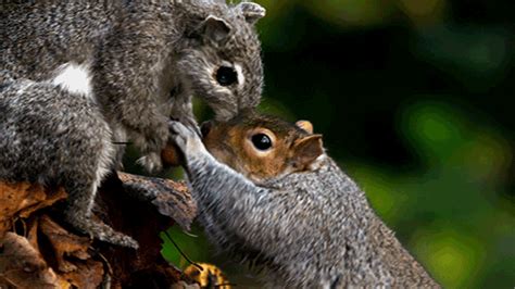 Nature Pbs Squirrel  By Thirteenwnet Find And Share On Giphy