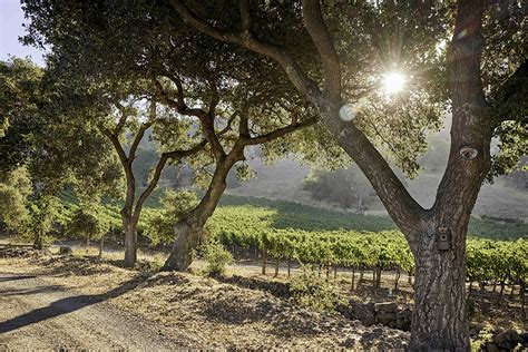 Stags Leap Wine Cellars Artemis Cabernet Sauvignon Napa Valley 2021