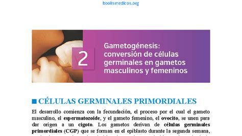 Células Germinales Primordiales Y Meiosis En Embriología Médica Emb