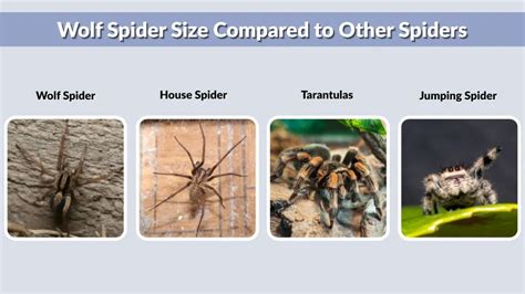 Wolf Spider Size How Big Do They Really Get