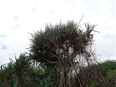 Fragrant Pandanus Tree With Nature Background In Indonesia Photo And Picture For Free Download