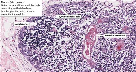 Thymus Normal Histology Nus Pathweb Nus Pathweb