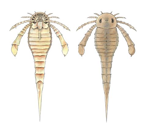 Coming Up For Air Extinct Sea Scorpions Could Breathe Out Of Water