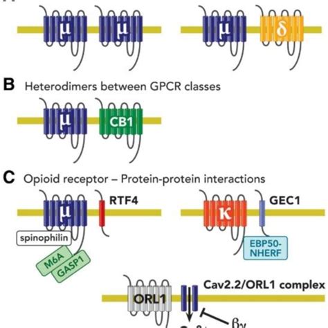 Intrinsic Activity Of 6´ Gnti 20 On Hkop A Ip1 Accumulation Assay For