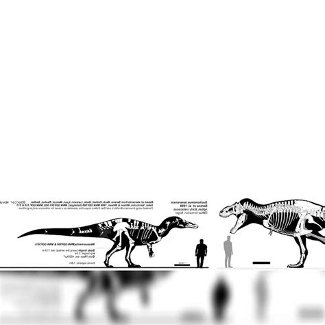 Tyrannosaurus Rex And Suchomimus Size Comparison Youtube