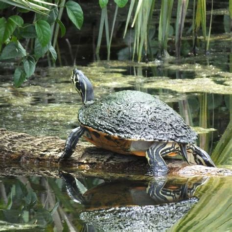 Turtles In South Carolina 21 Different Types