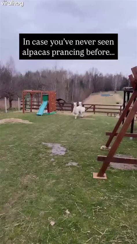 Alpacas Prancing Album On Imgur