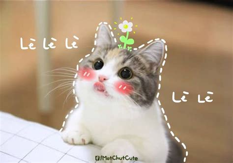 Ghim Của Linh Ngô Trên Meow Cute Kittens Meme Về Mèo Hài Hước Về Mèo