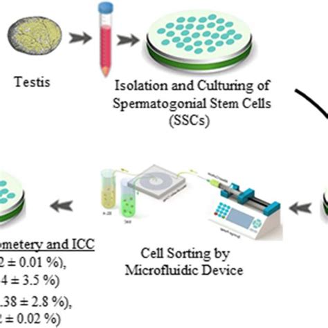 A Schematic Illustration Of How Microfluidics Works In This Study Download Scientific Diagram