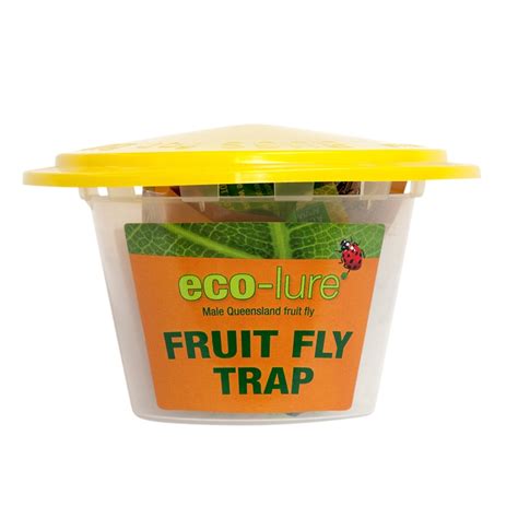 Fruit Fly Trap Pheromone At Nathan Ronk Blog