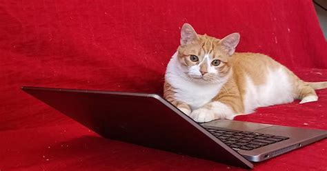 Homeworking Album On Imgur