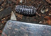 Zebra Pillbugs Armadillidium Maculatum Bugs In Cyberspace