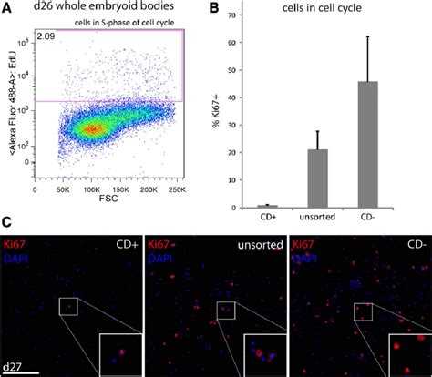 Fluorescent Activated Cell Sorting Facs Via Photoreceptor Precursor Download Scientific