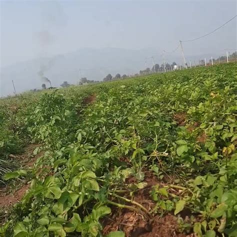 Debjit Mukherjee On Linkedin Fieldinspection Sustainableagriculture Farmerfirst