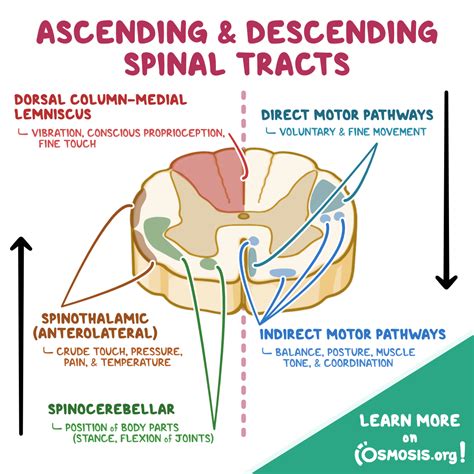 Spinothalamic Tract Pain