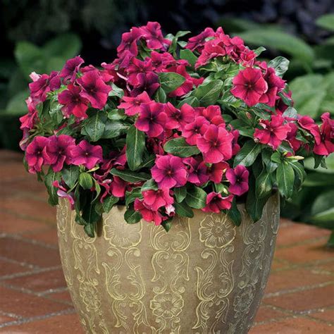 22 Best Types Of Vincas Madagascar Periwinkle Varieties