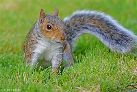 Grey Squirrel Wildlife Online