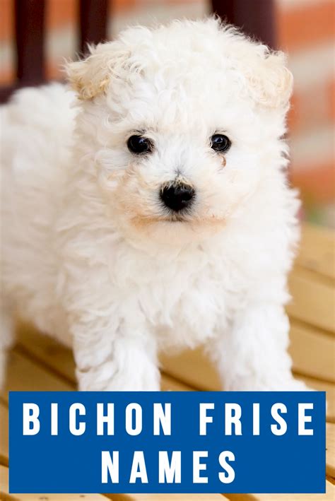 Bichon Frise Names 250 Perfectly Fitting Names For A Bichon Frise Pup