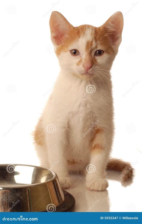 Hungry Kitten Stock Image Image Of Looking Orange Beautiful 5935347
