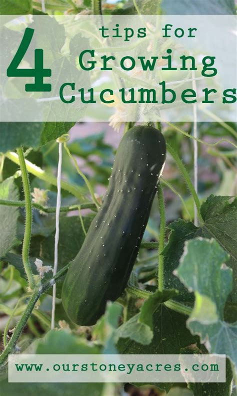 Cucumber Growing Tips
