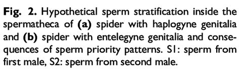 Hypothetical Sperm Stratification Inside The Spermatheca Of A Spider