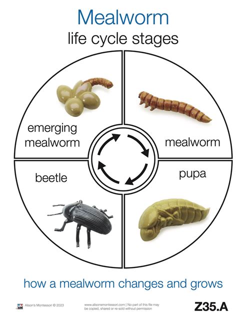 Life Cycle Of A Mealworm Beetle Anchor Chart Educational Images