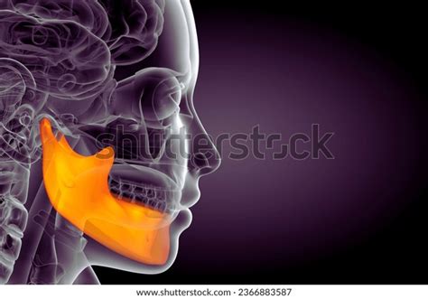 Jaw Structures Photos And Images