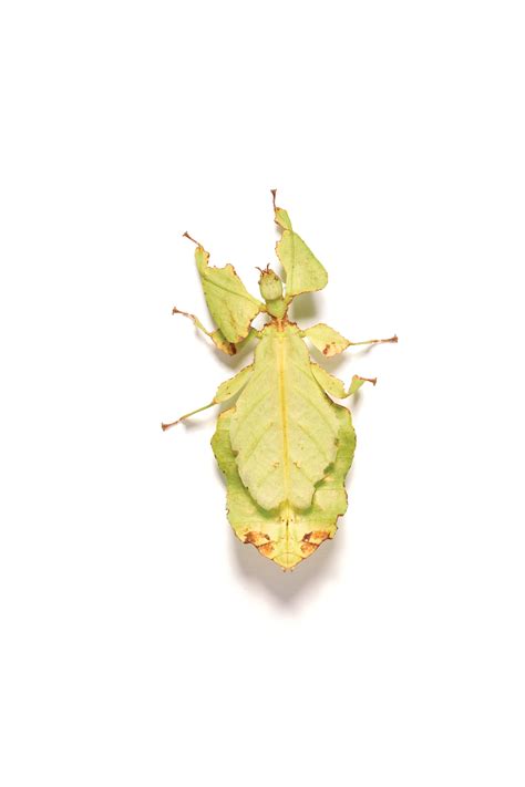 These Insects Are Masters Of Disguise—even Before Hatching National Geographic