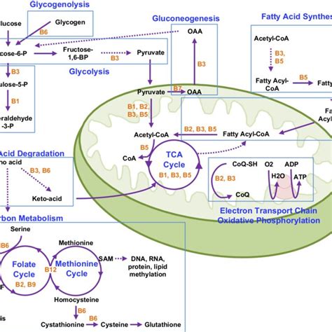 Pdf Roles Of Vitamins In Stem Cells