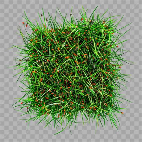 Premium Psd Psd Sheep Fescue Bright Green Grass With Orange Beetles