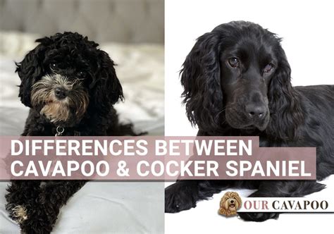 Cavapoo Vs Cocker Spaniel What Are The Key Differences Which Breed Is Better