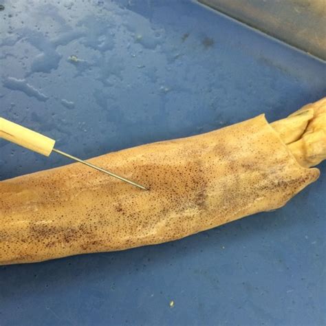 Mollusca Squid Flashcards Quizlet