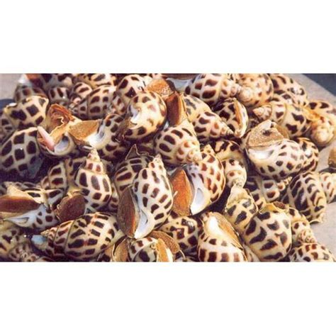 [yocorn] Fresh Frozen Top Shell Baigai Sweet Snail 50 80g Pcs 冰鮮花螺 1kg Pkt Frozen Shopee