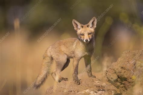 Juvenile Red Fox Stock Image F0213853 Science Photo Library