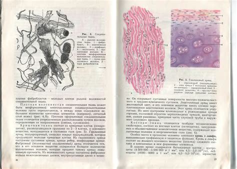 Анатомия человека. В двух томах. Том 1 - Сапин М.Р. - 1993