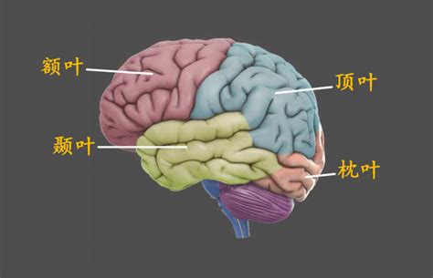 脑科学科普：认识你自己，从了解大脑开始 知乎