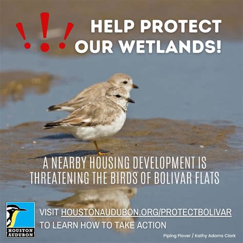 🚨help Protect Our Wetlands The Birds And Wildlife Of Bolivar Flats