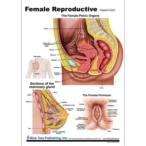 Female Anatomy Parts And Functions