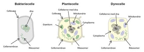 Cellen Undervisningsmateriale Til Biologi