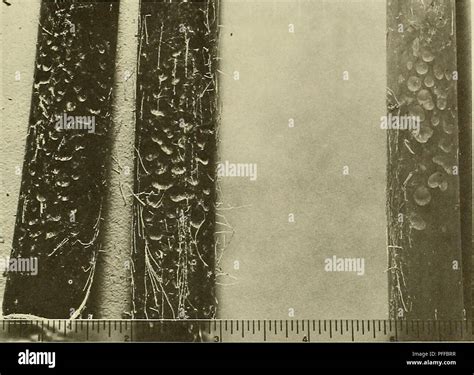 This Image Documents The Deep Ocean Biodeterioration Process Where Marine Borers Create Holes