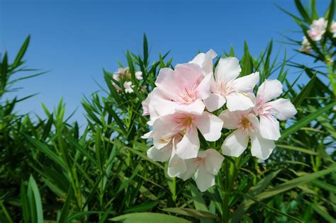 400000 Free Oleander Flower And Oleander Images Pixabay