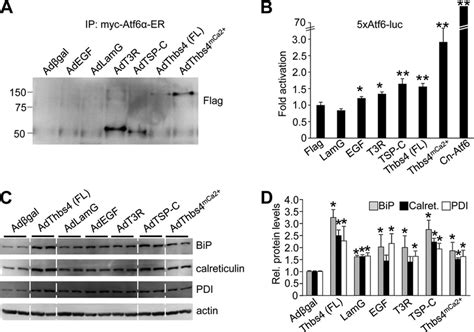 Domains Of Thbs4 That Interact With Atf6 And Activate The Er Stress