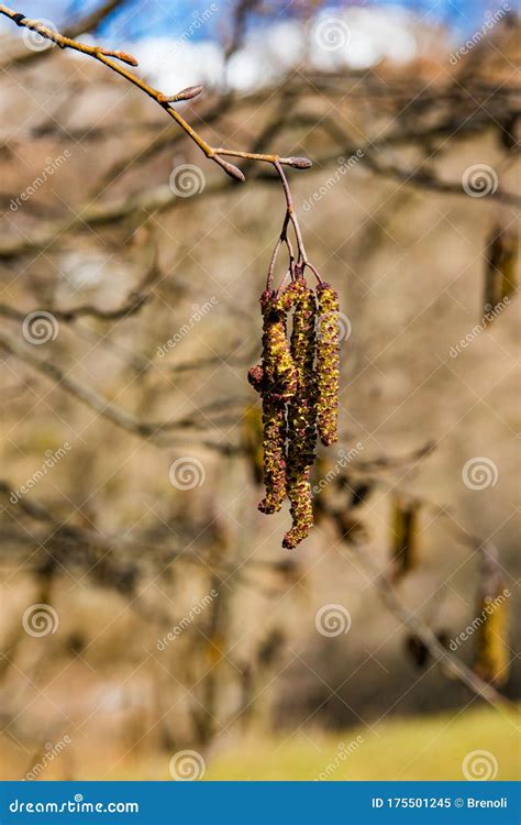 Alder Tree Blossom Stock Image Image Of Beauty Branch 175501245