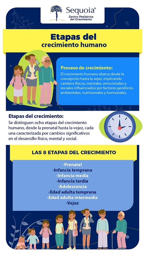 Descubre Las Etapas Del Crecimiento Humano Desarrollo Físico