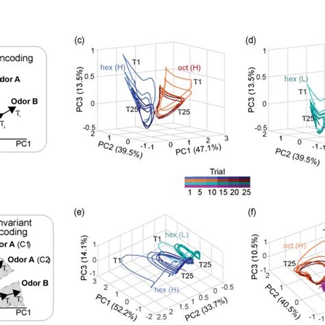 Odor Identity And Intensity Information Is Maintained Across Trials Download Scientific Diagram