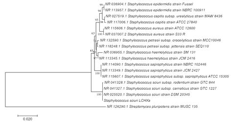 Staphylococcus Sciuri Strain Lchxa Is A Free Living Lithium Tolerant