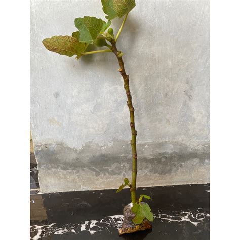 Jual Bibit Buah Tin 5 Jenis Shopee Indonesia